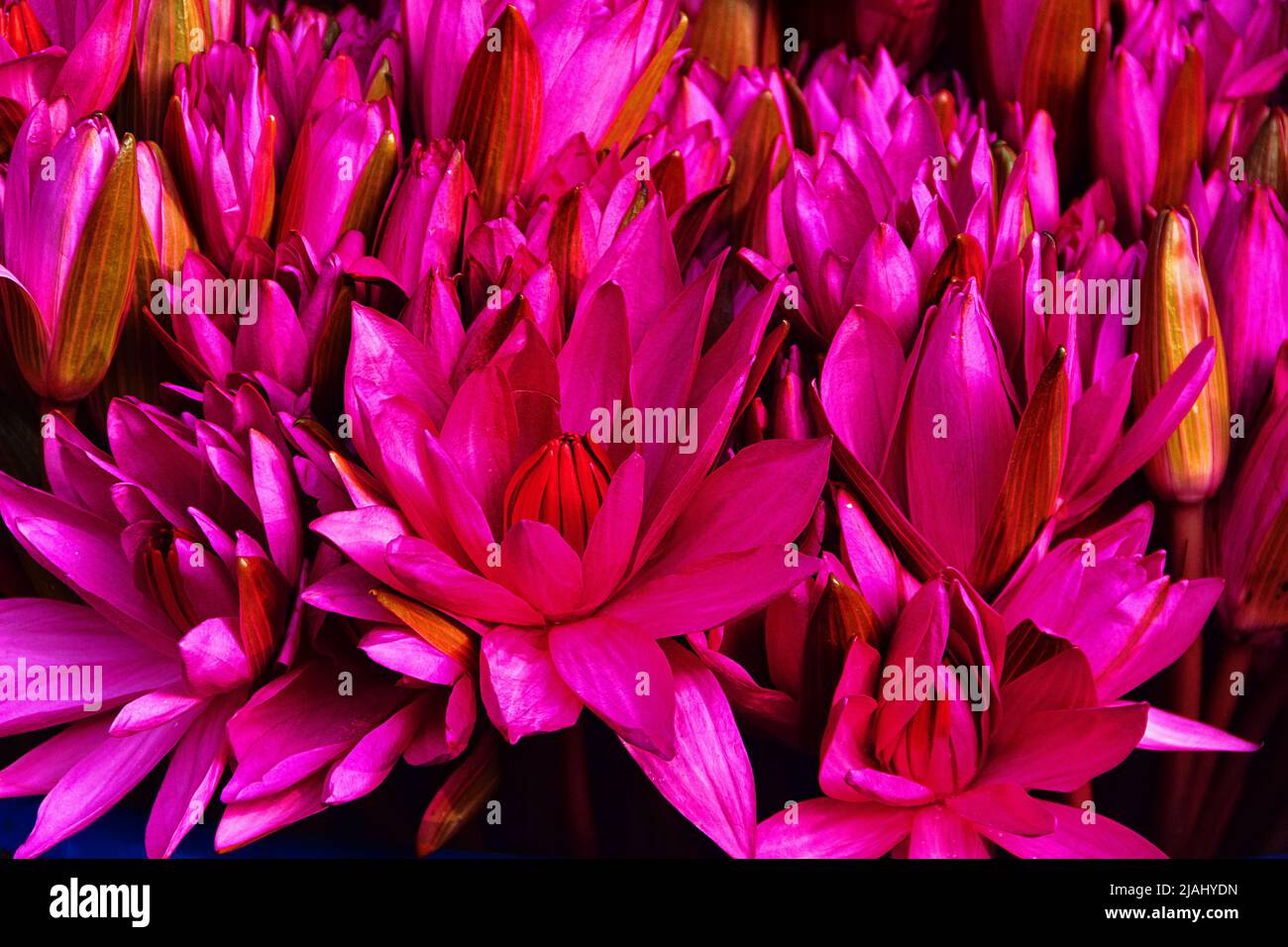 Decorative palette of tropical flowers - water lilies and lotuses ...