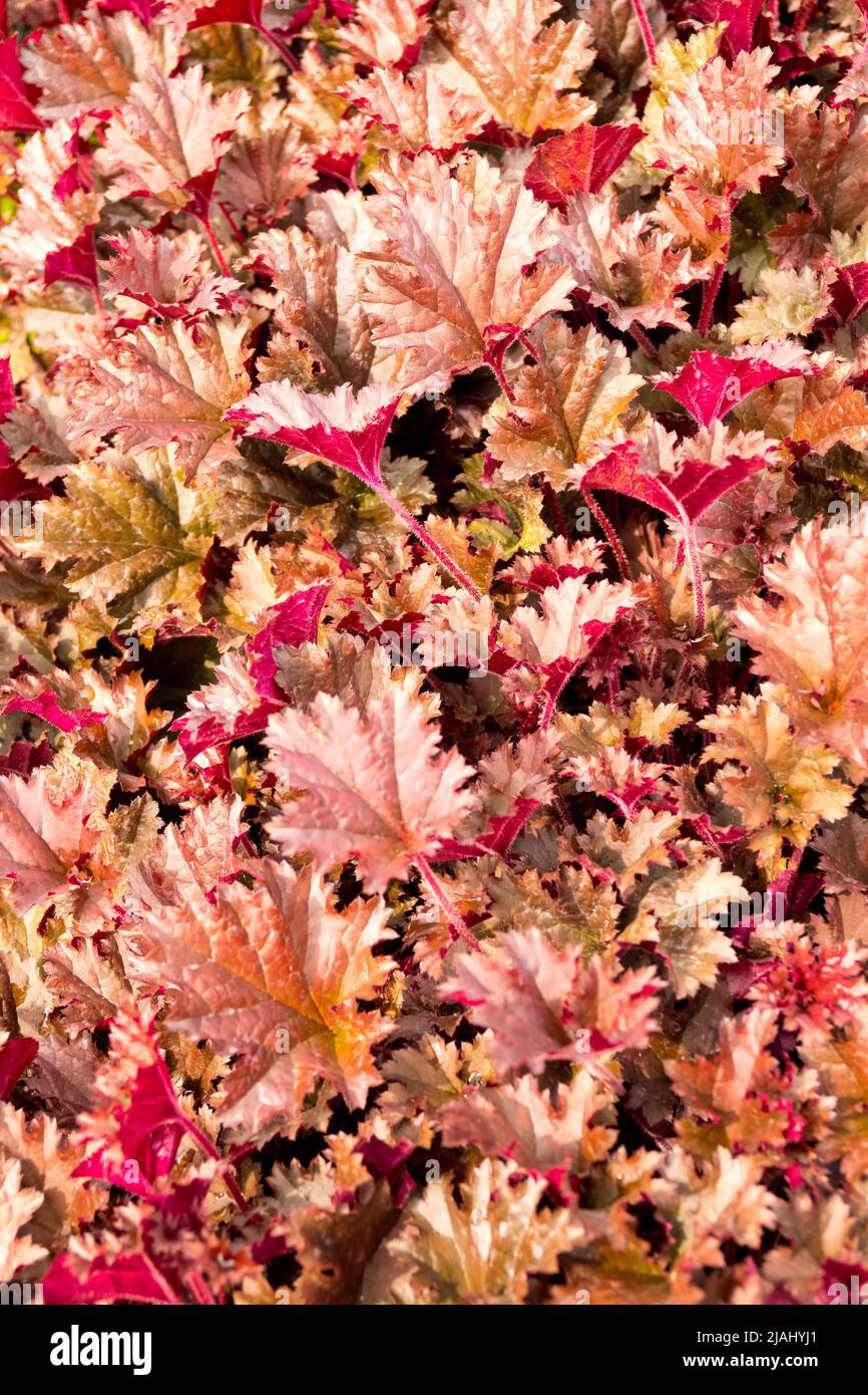 Foliage Garden Leaves Heuchera "Dark Secret" Purple Leaves Heucheras ...