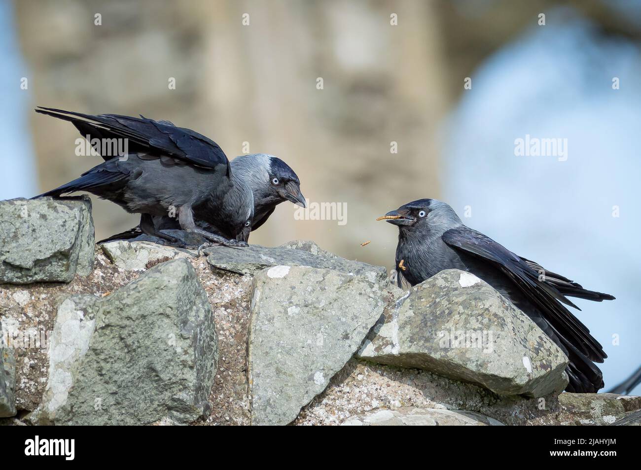 Jackdaw on wall hi-res stock photography and images - Alamy