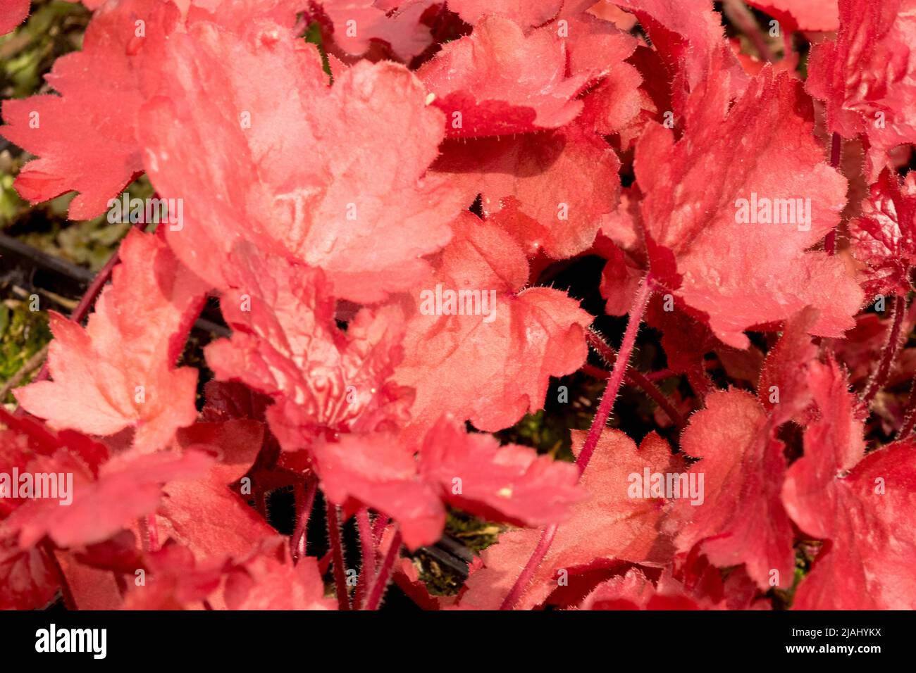 Coral bells, Heuchera "Fire Chief", Red Leaves Stock Photo - Alamy