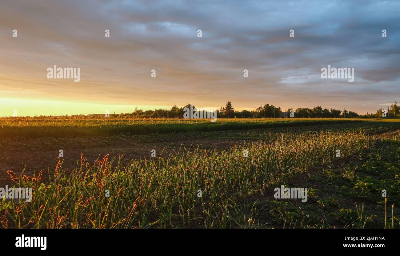 Home growing vegetables in the garden. Home gardening Stock Photo - Alamy