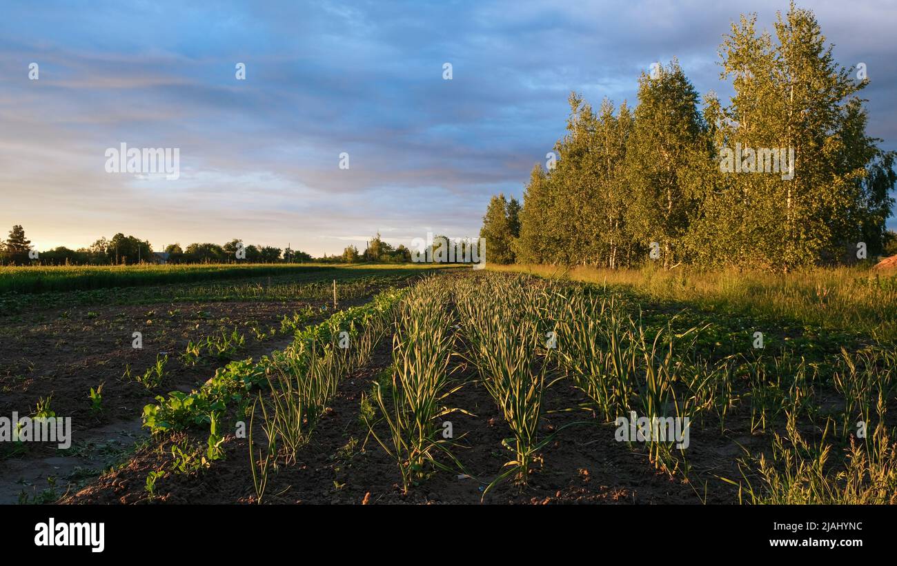 Home growing vegetables in the garden. Home gardening Stock Photo - Alamy