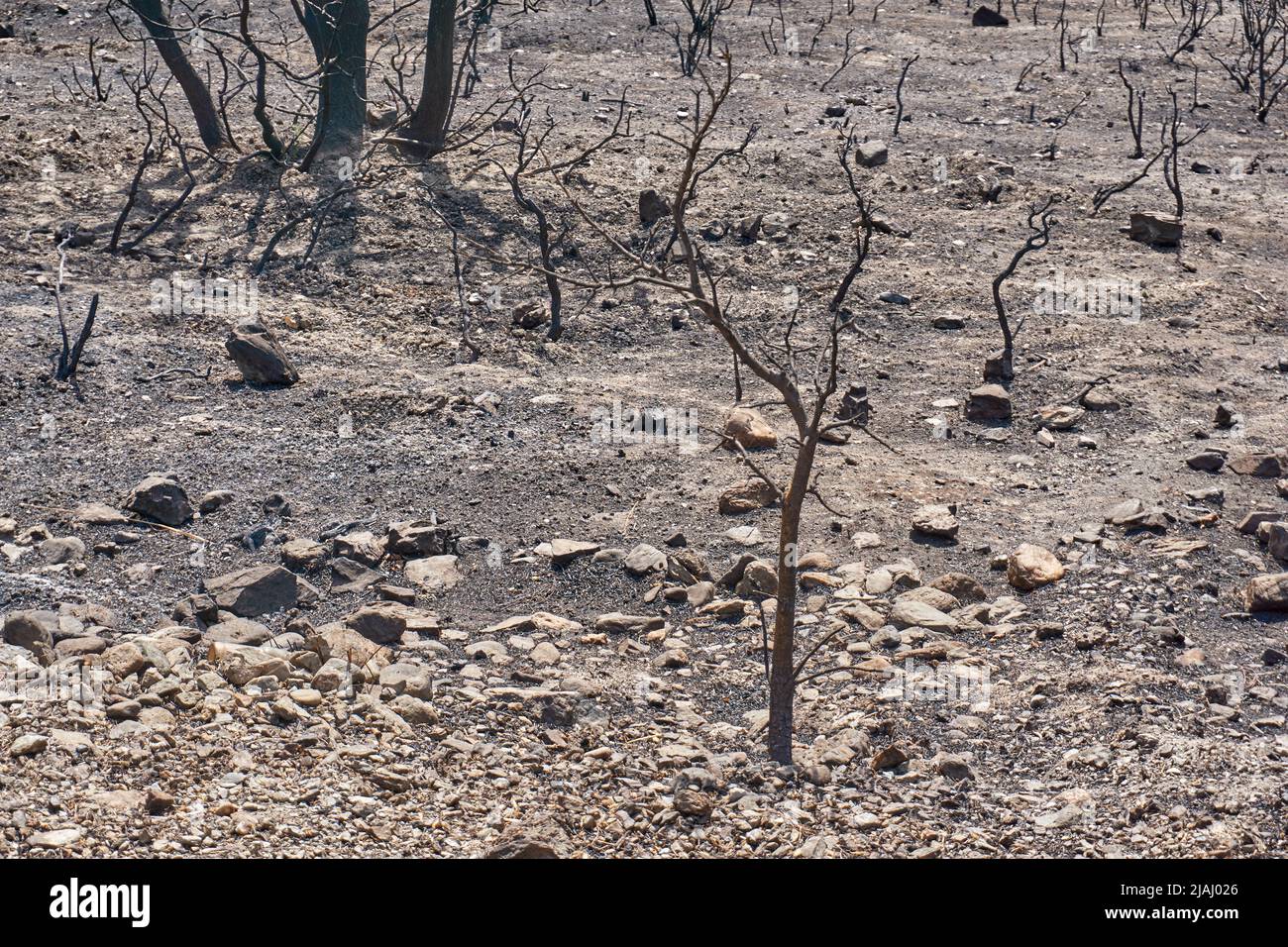 Environmental damage after forest fire Stock Photo - Alamy