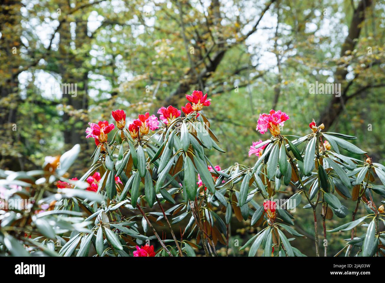A large bush blooming Rhododendron in the botanical garden. Many pink ...