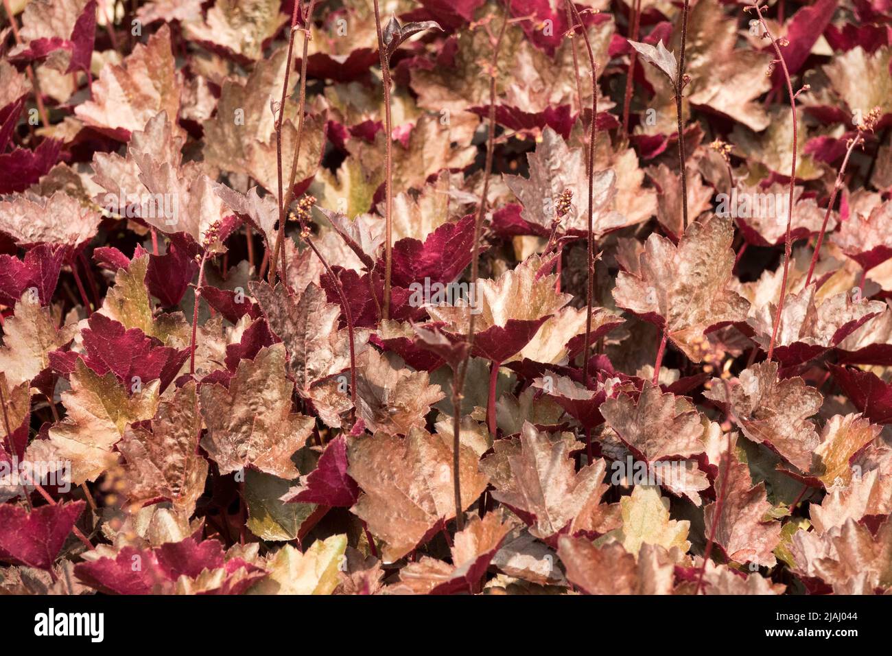 Bronze Leaves Heuchera "Midnight Ruffles" Heuchera Foliage Garden ...