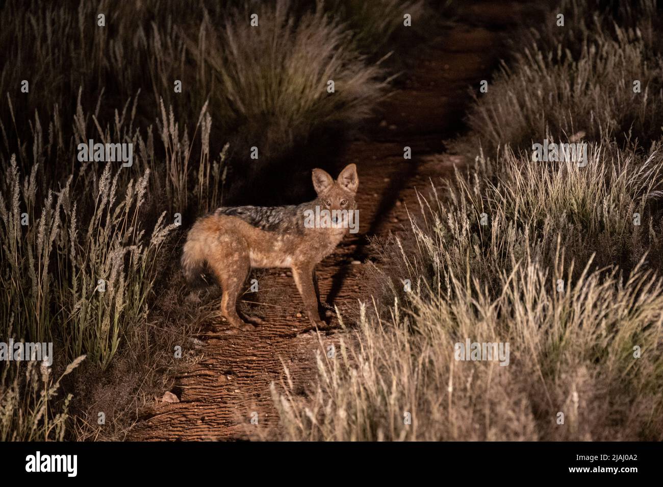a black-backed jackal in headlights at night Stock Photo - Alamy