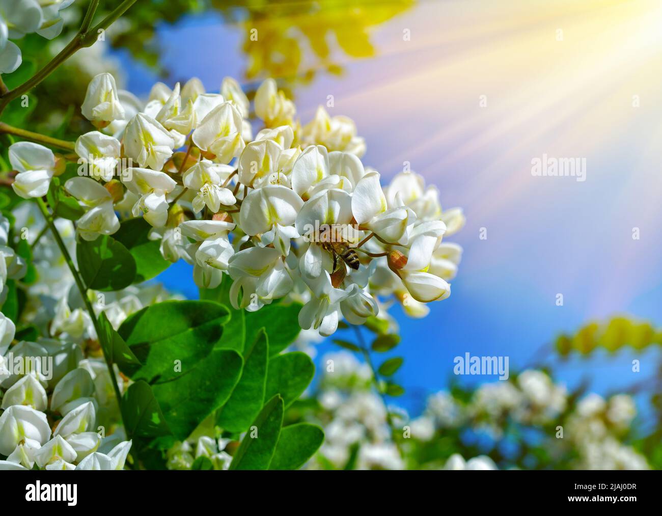 Acacia tree bright background hi-res stock photography and images - Alamy