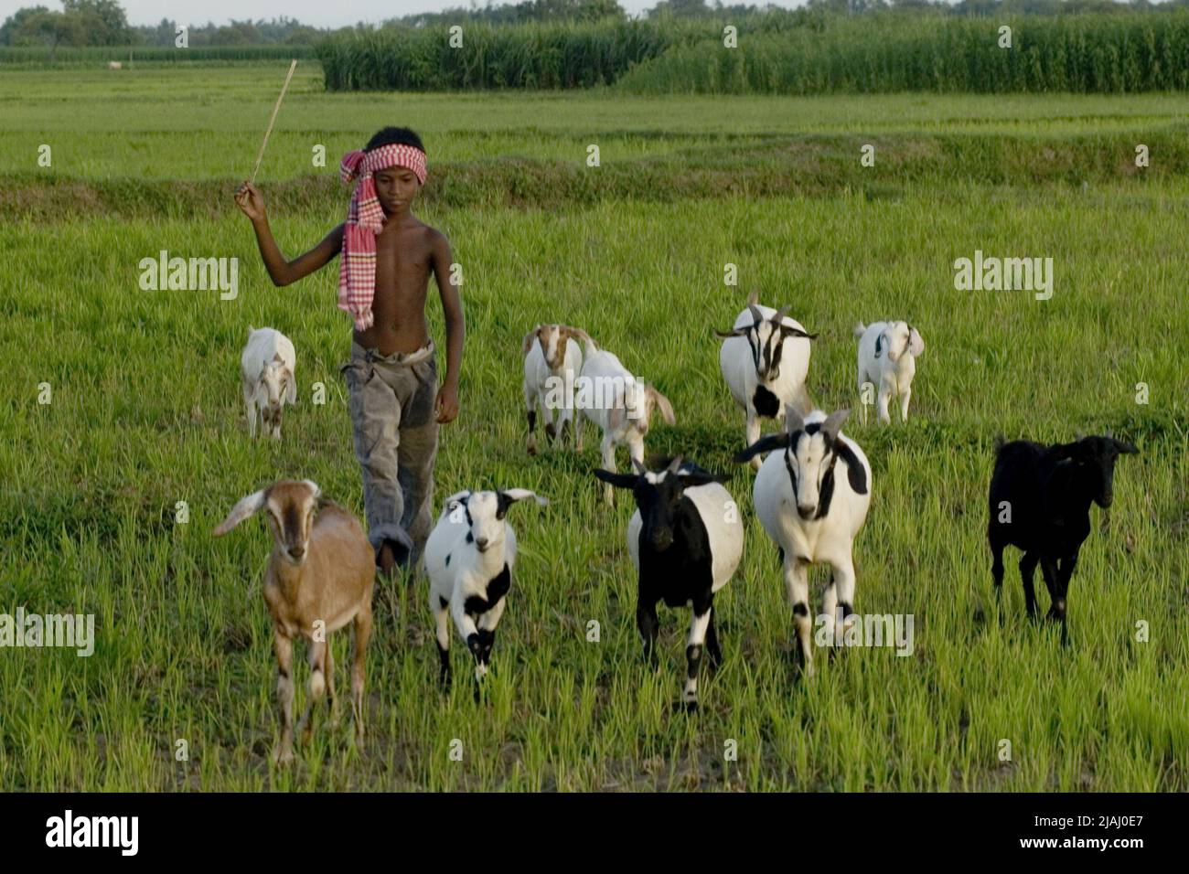 Village child graze goats in grassy field in a village of Meherpur ...