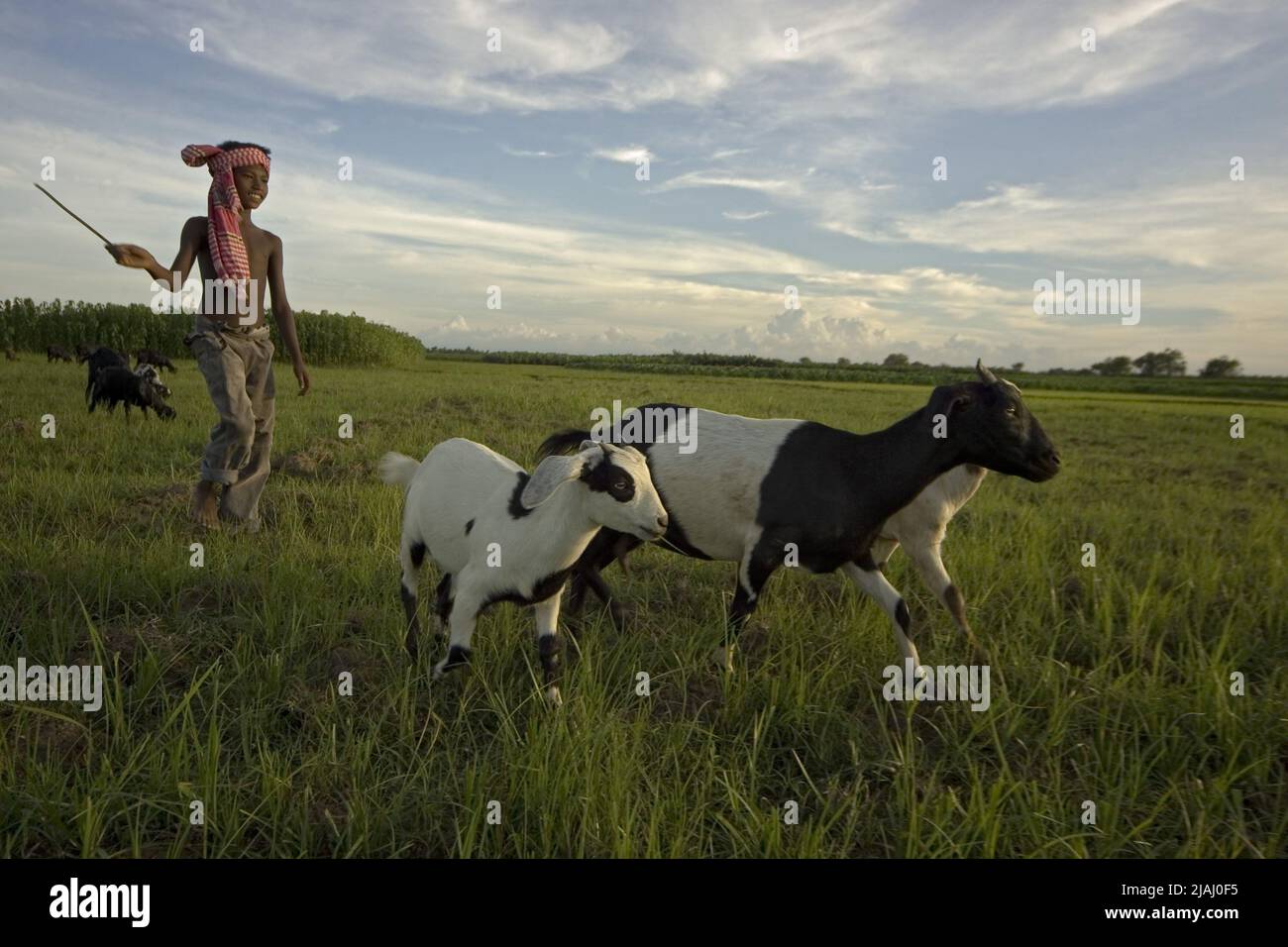 Children with goat hi-res stock photography and images - Alamy