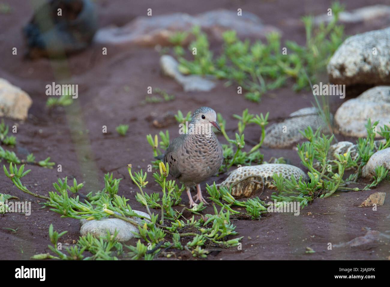 Common ground dove (Columbina passerina) common ground dove at the ...