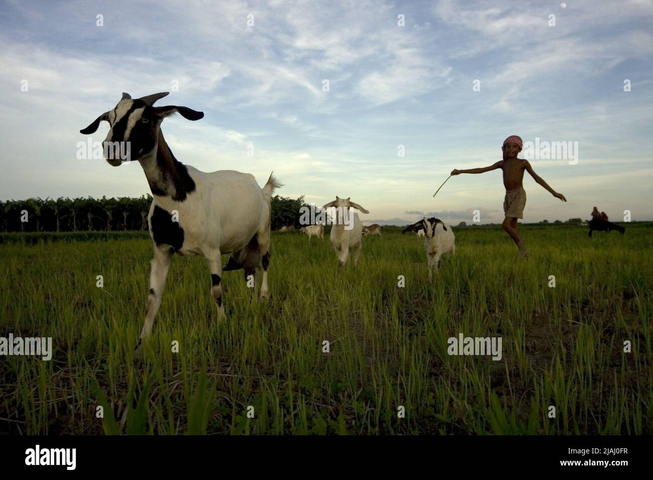 Children with goat hi-res stock photography and images - Alamy