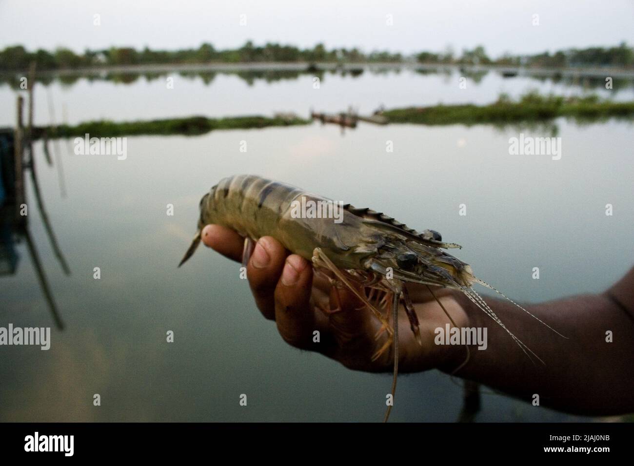 A person shows a shrimp in a Gher (shrimp firm) at Mathbari, a far-off ...