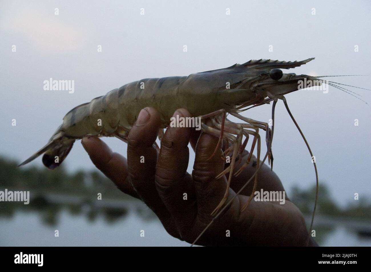 A person shows a shrimp in a Gher (shrimp firm) at Mathbari, a far-off ...