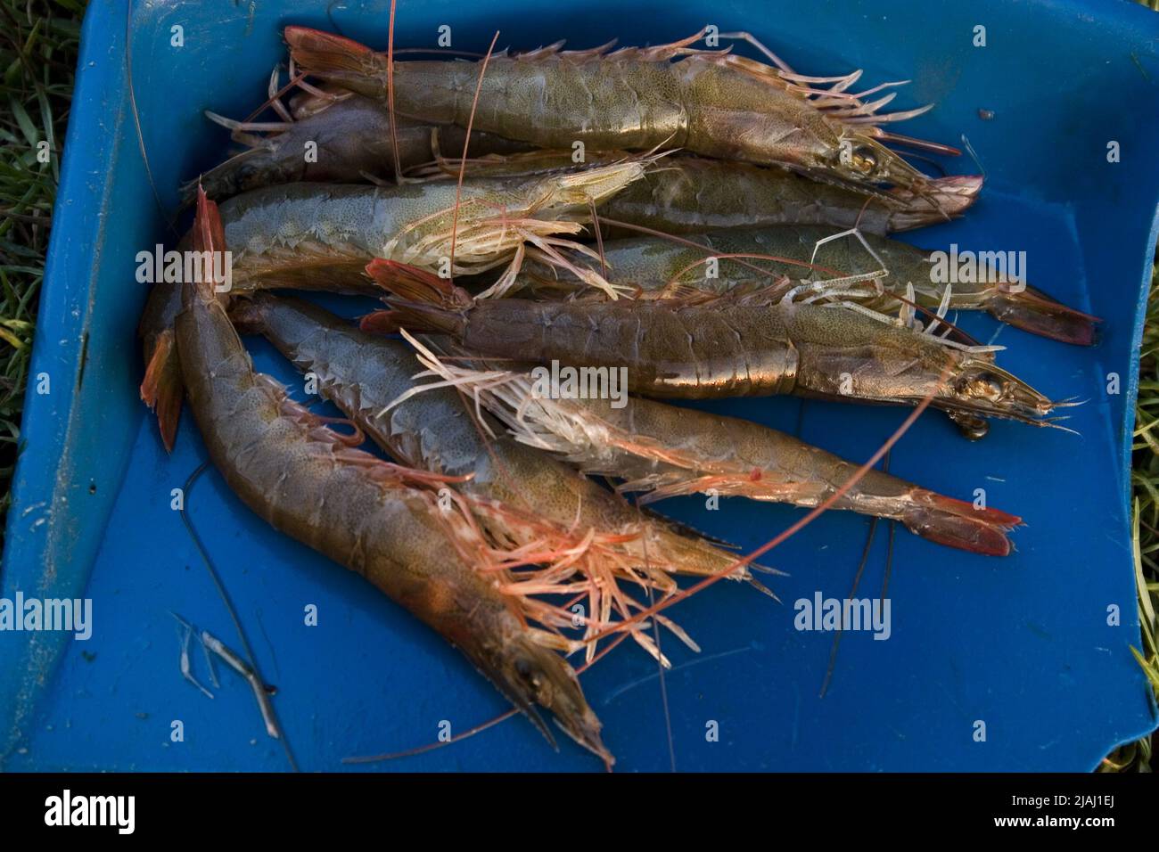 Shrimp gher hi-res stock photography and images - Alamy