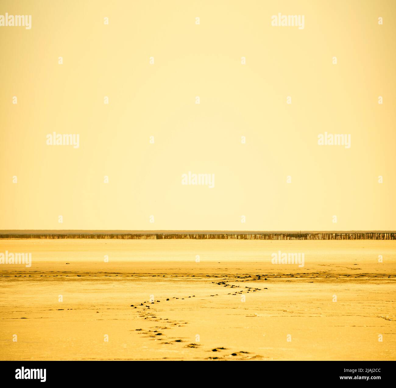 Footsteps in the desert. Surface of a light flat sand desert, covered ...