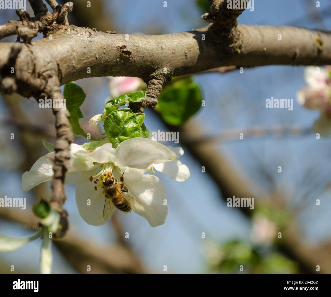 Honey bee on white flowers of apple tree blossom. Macro photo of Honey ...
