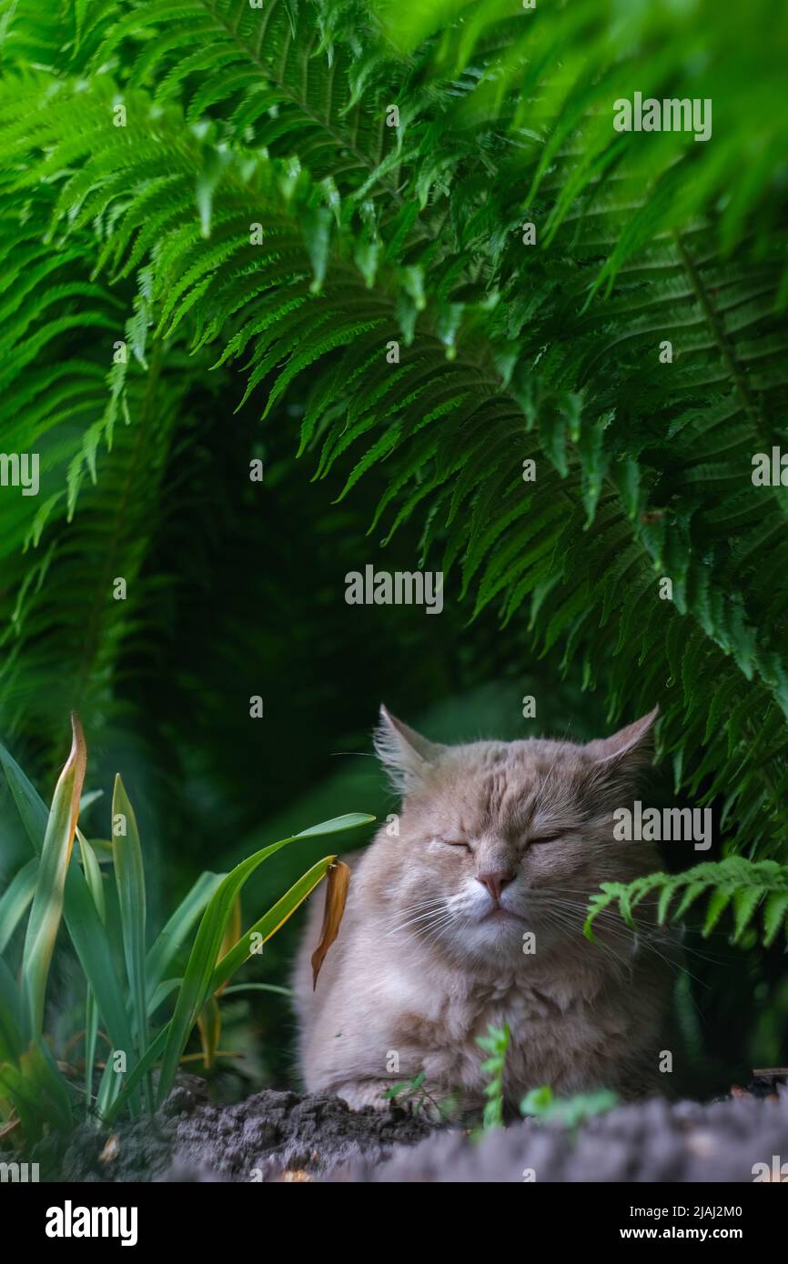 Red cat sleeps in a green fern Stock Photo - Alamy