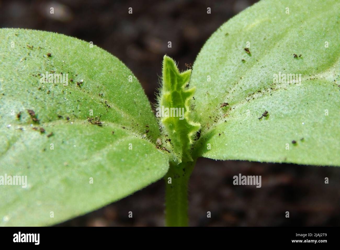 Sprout, cucumber seedling in the ground Stock Photo - Alamy