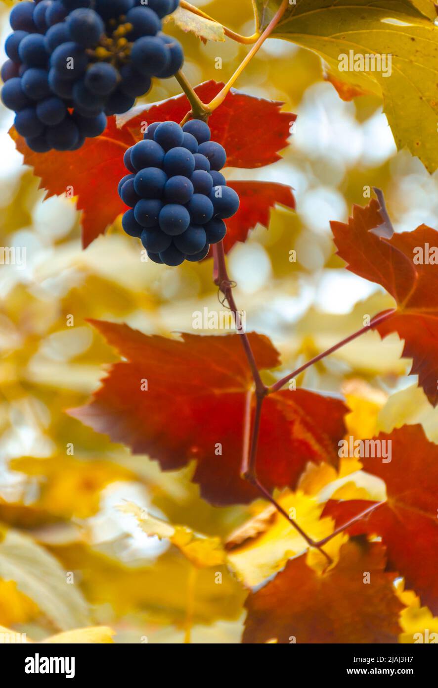 Beautiful Grapes Garden