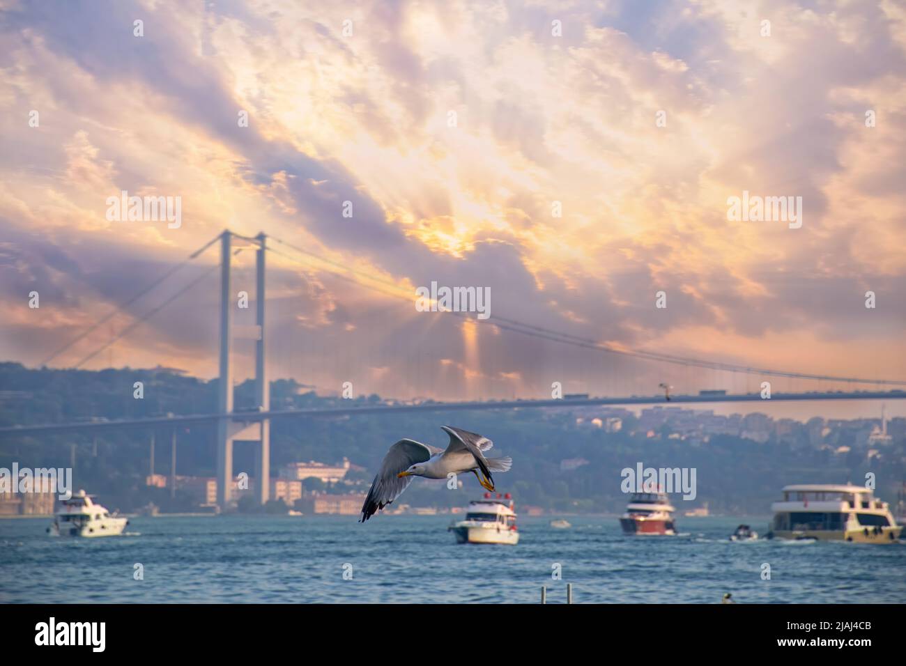 Seagull near Bosphorus Bridge in Istanbul with cloudy sky - Istanbul ...