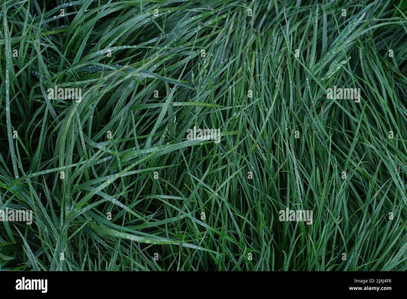 Beautiful background of green curly grass Stock Photo - Alamy