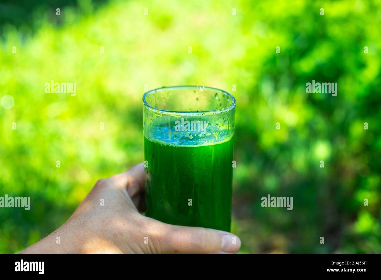 A glass with a green drink with chlorophyll, made from fresh leafy ...