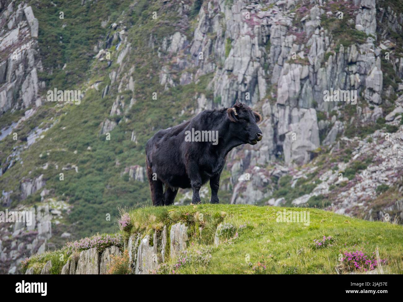 Muscular bull in a fighting stance, looking cross, located in a ...