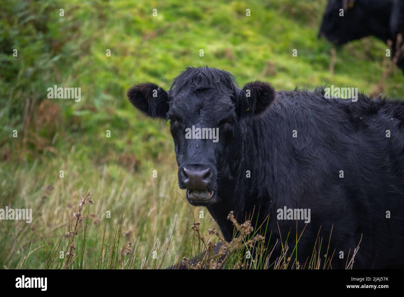Black bull looking directly at camera, chewing grass / cud Stock Photo ...