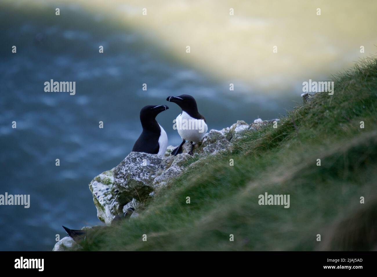 Razorbill (Alca torda), perched on cliff-edge, with a choppy sea in the ...