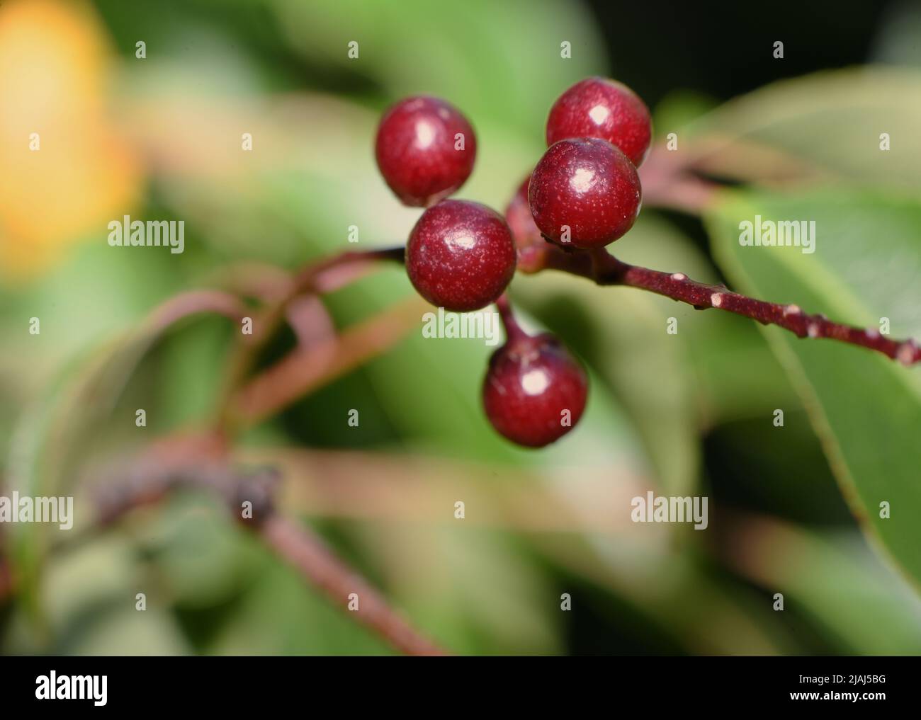 Cluster of red berries hi-res stock photography and images - Alamy