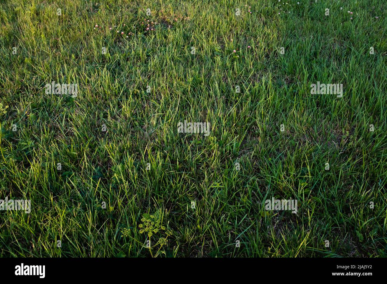 Field of mown green grass, top view. The texture of the mown green ...