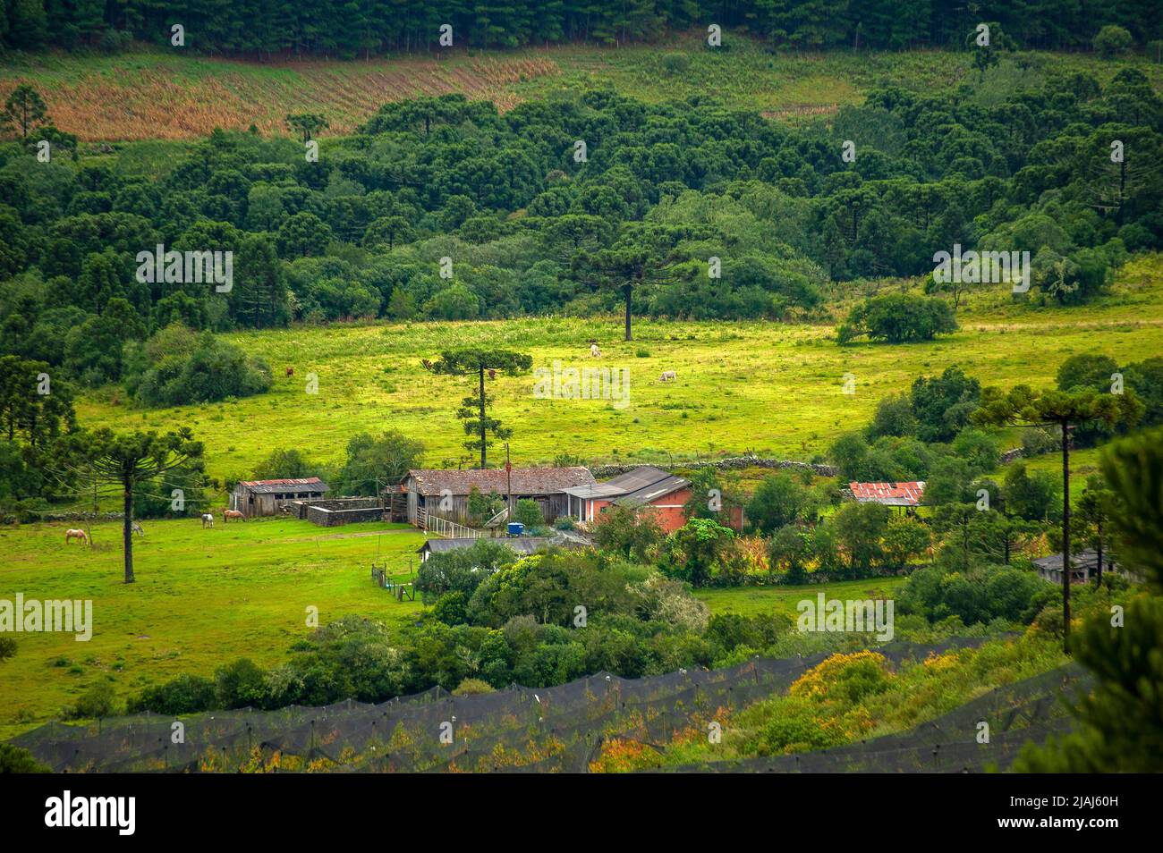 Rural life on a farm at Santa Catarina State, Brazil Stock Photo - Alamy