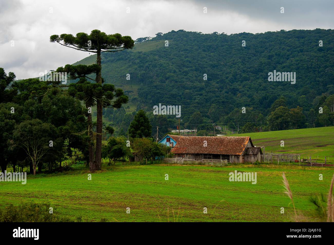 Brazilian farm hi-res stock photography and images - Alamy