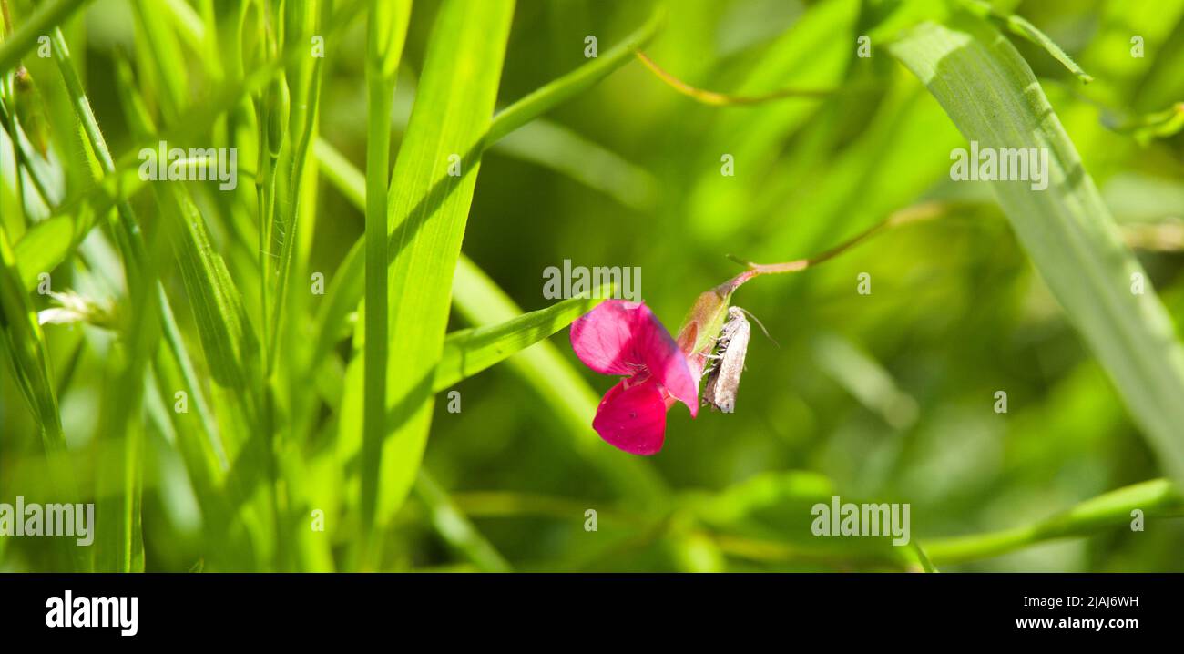 Close-up of a day flying moth landing on pink-flowering grass vetchling ...