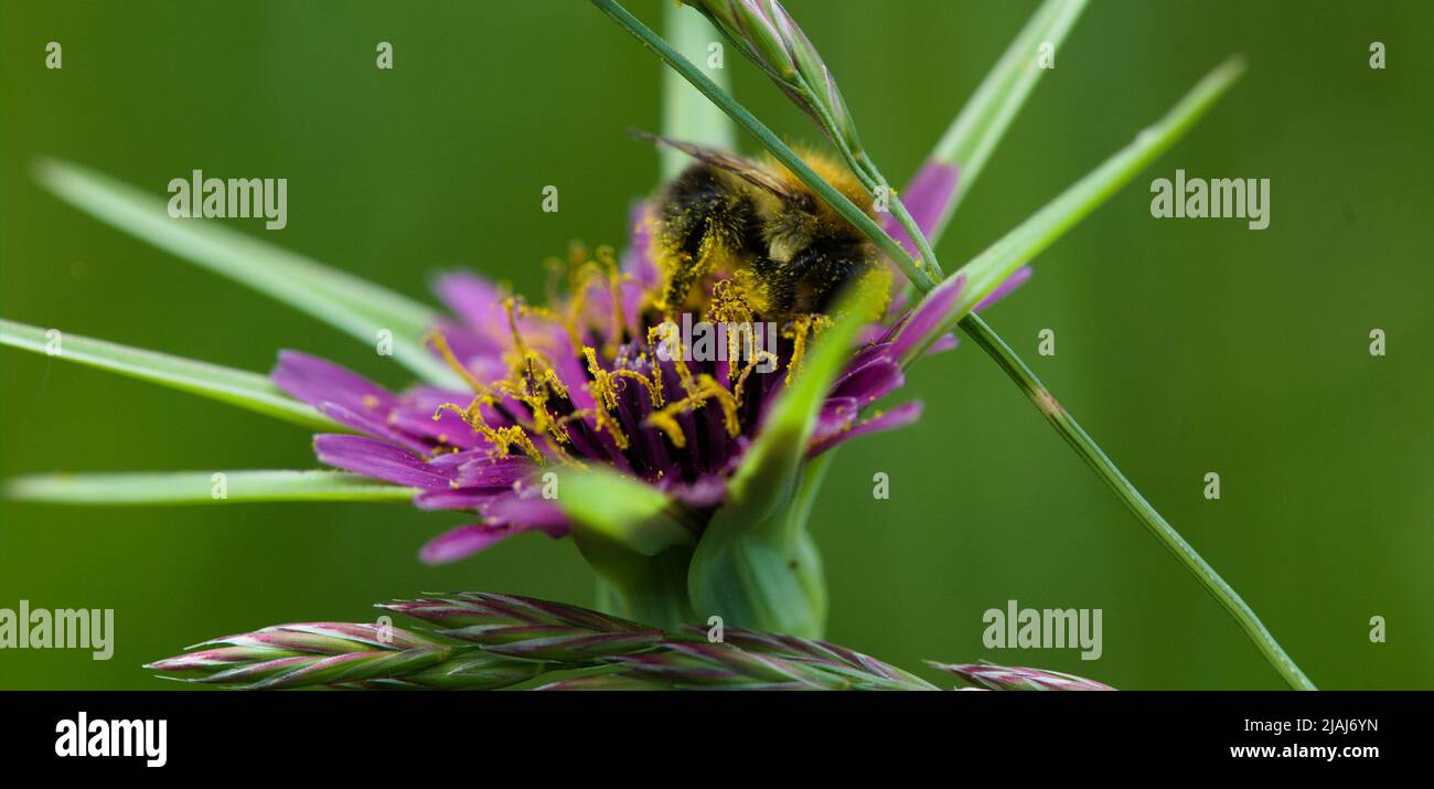 Bee covered in pollen foraging on a Purple Goatsbeard Flower ...