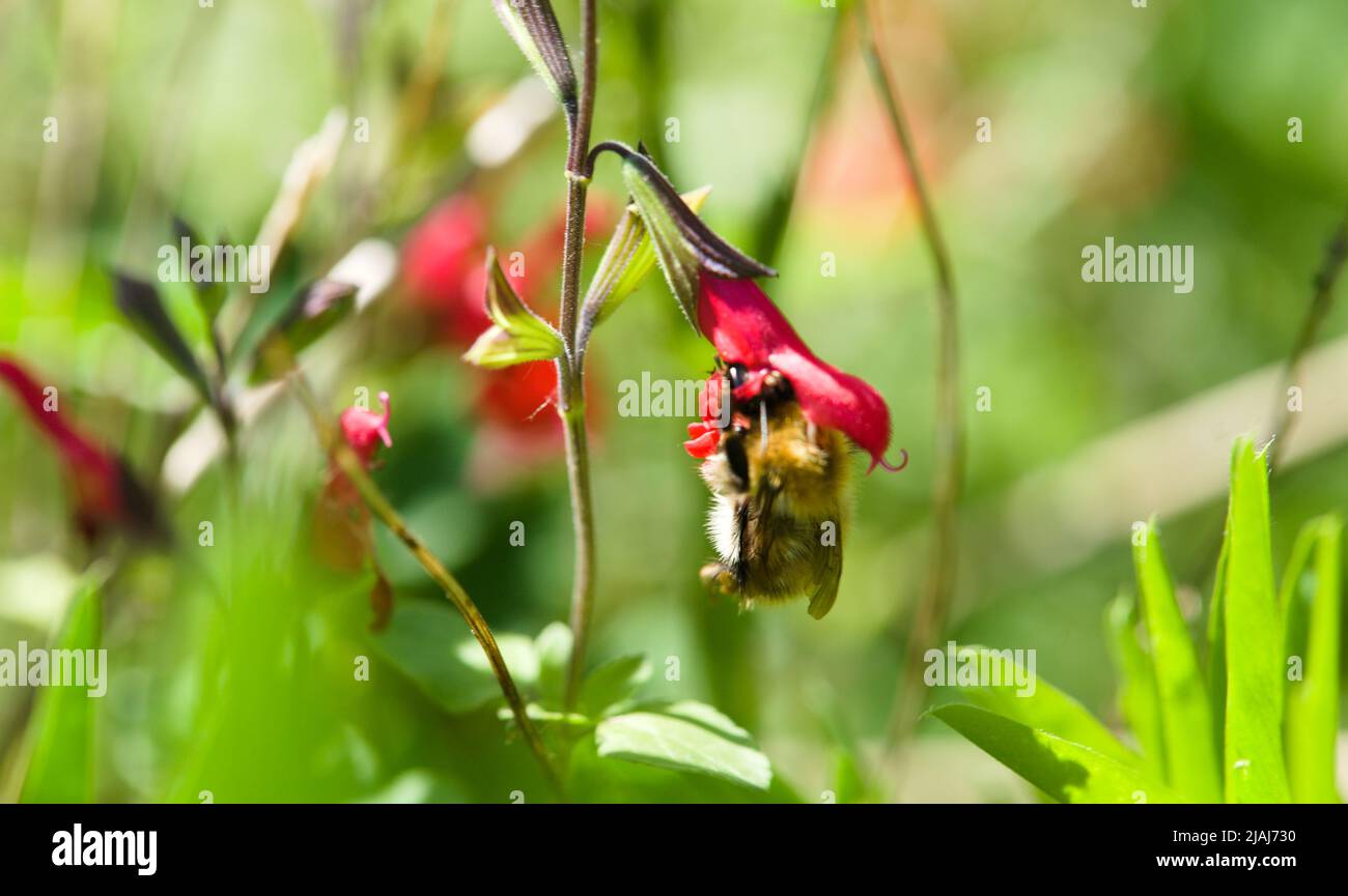 Bee foraging from the underside of a red trumpet-shaped bell of an ...