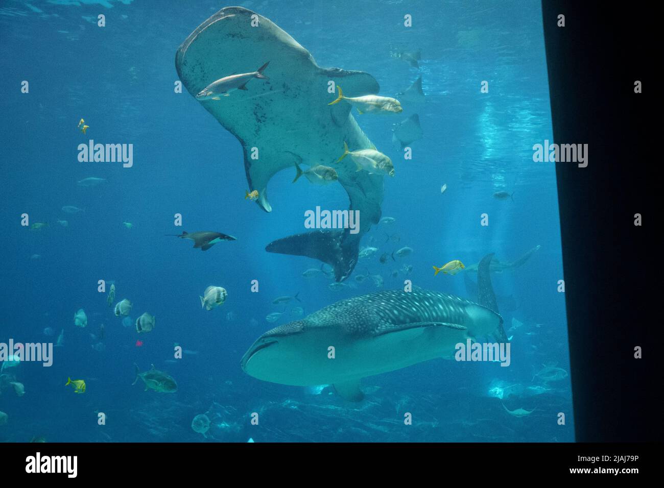 Atlanta aquarium hi-res stock photography and images - Alamy