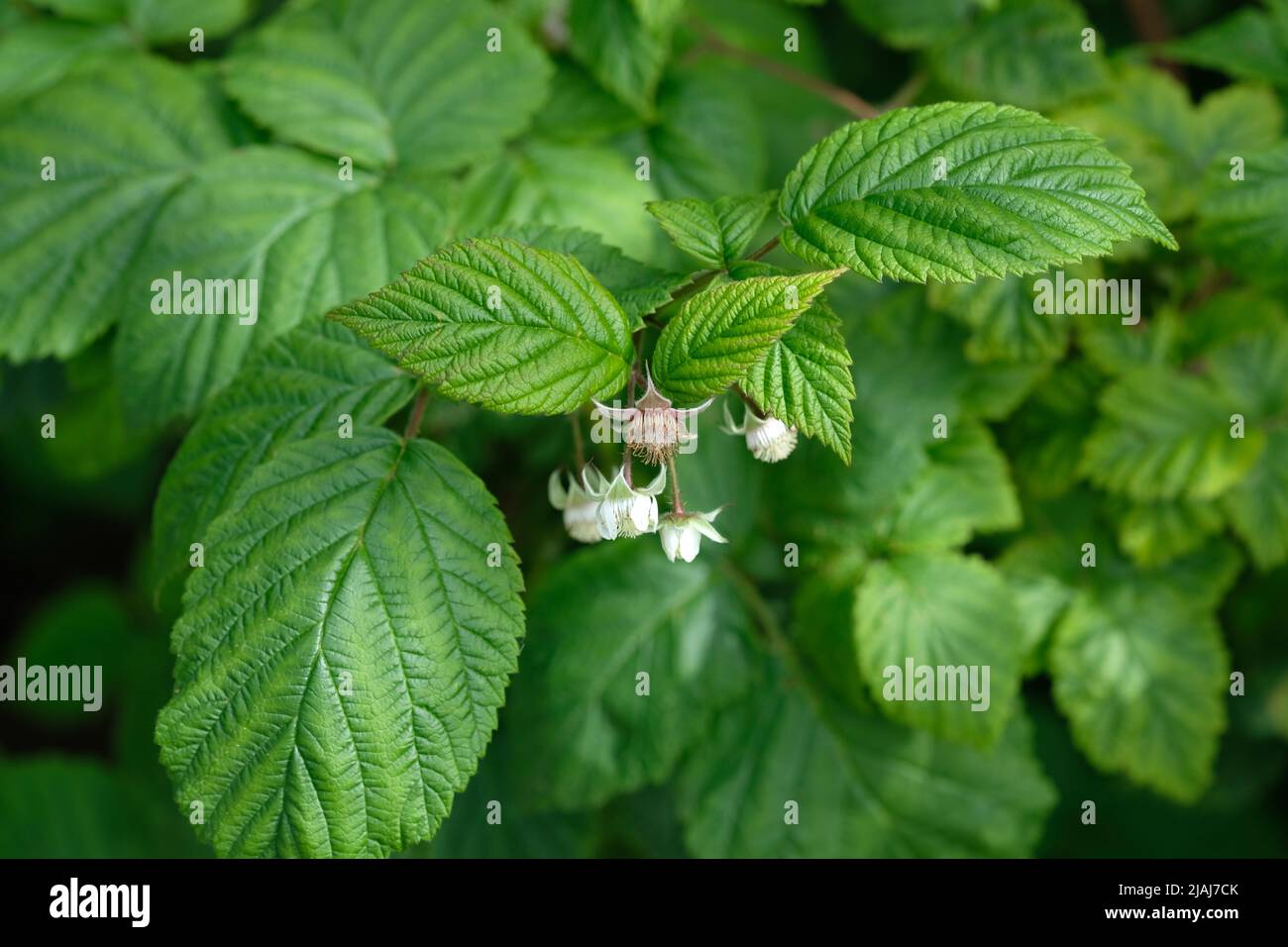 Young raspberry sprout. Green leaves of raspberry bush, selective focus ...