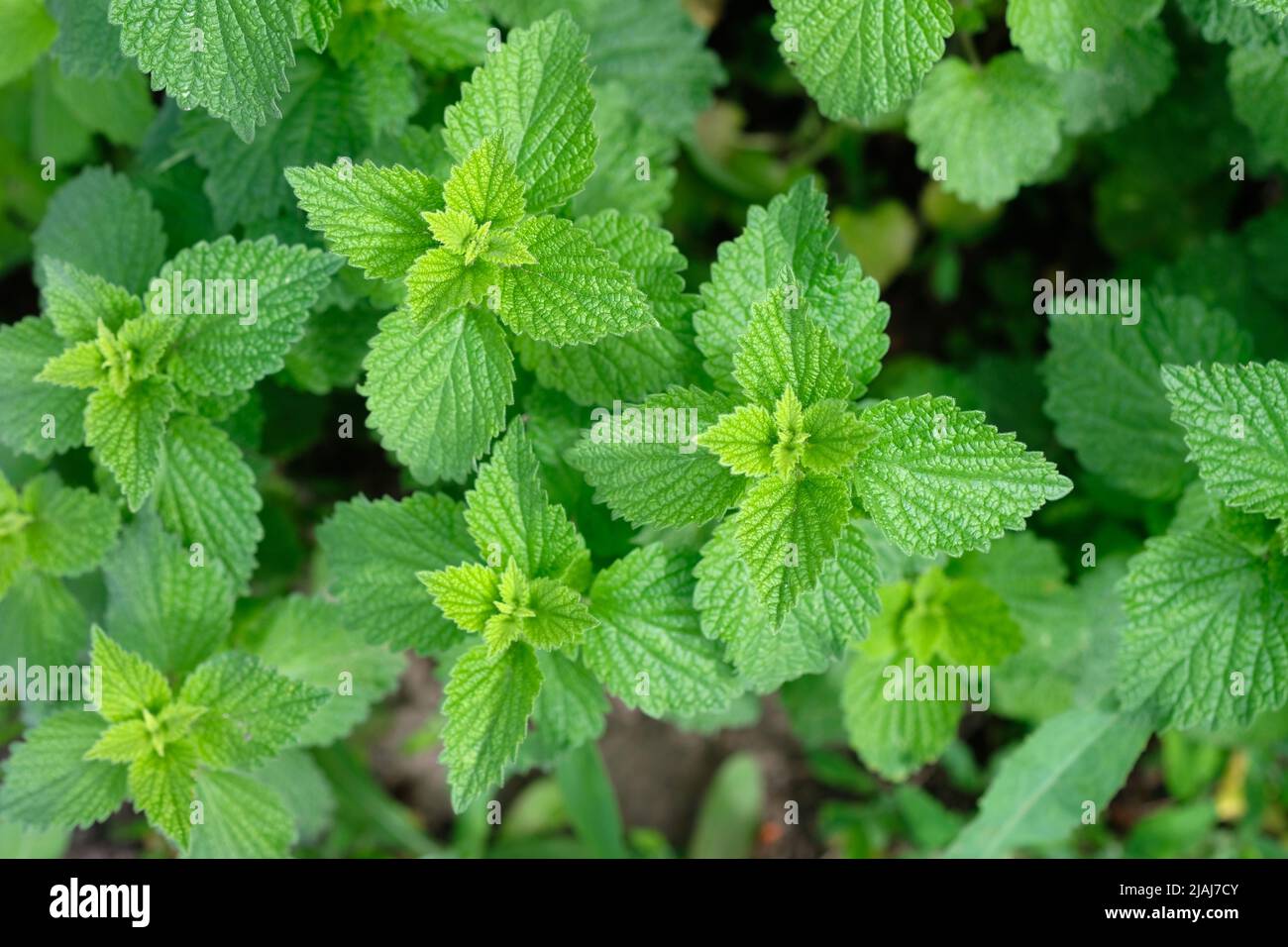 Lemon balm green leaves top view. Rural nature. Organic farming. Herbal ...