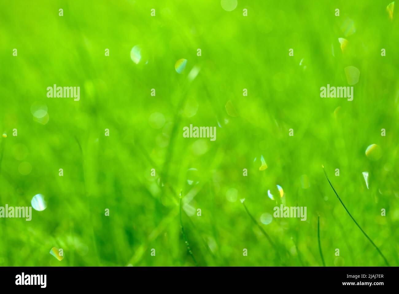 Green Natural grass, blur background. Bokeh effect, sunny morning in ...
