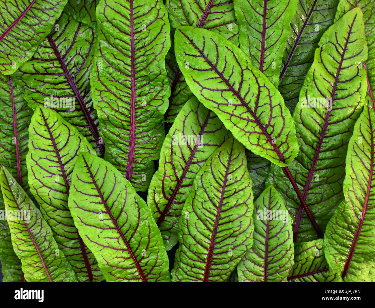 Red-veined sorrel top view. Fresh micro green sorrel leaves. Background ...