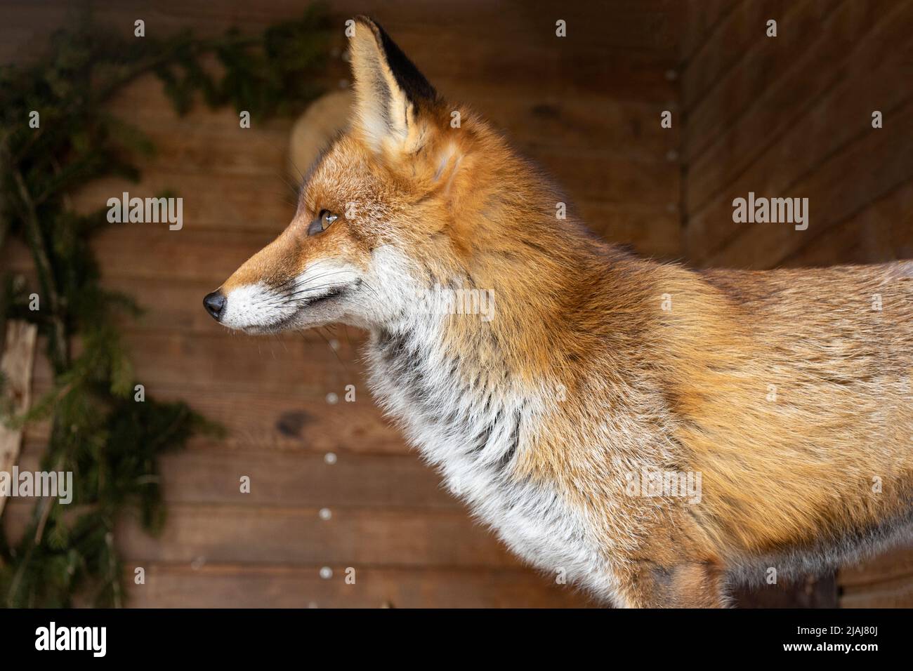 Red fox close-up. Predatory fox side view in early spring. Animals in ...