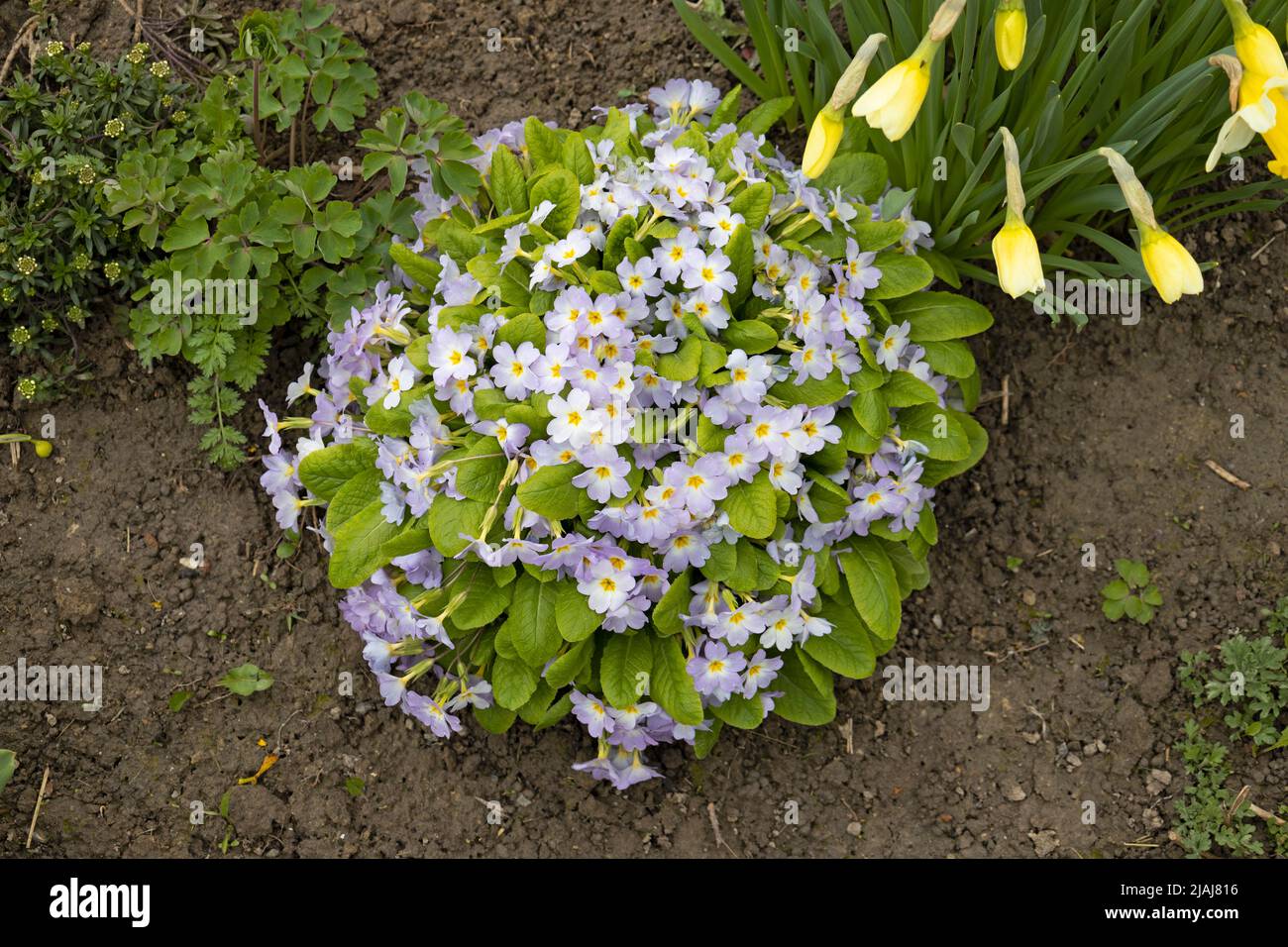 Blue primrose of the 'SuperNova Rose Bicolor' variety in the garden top ...