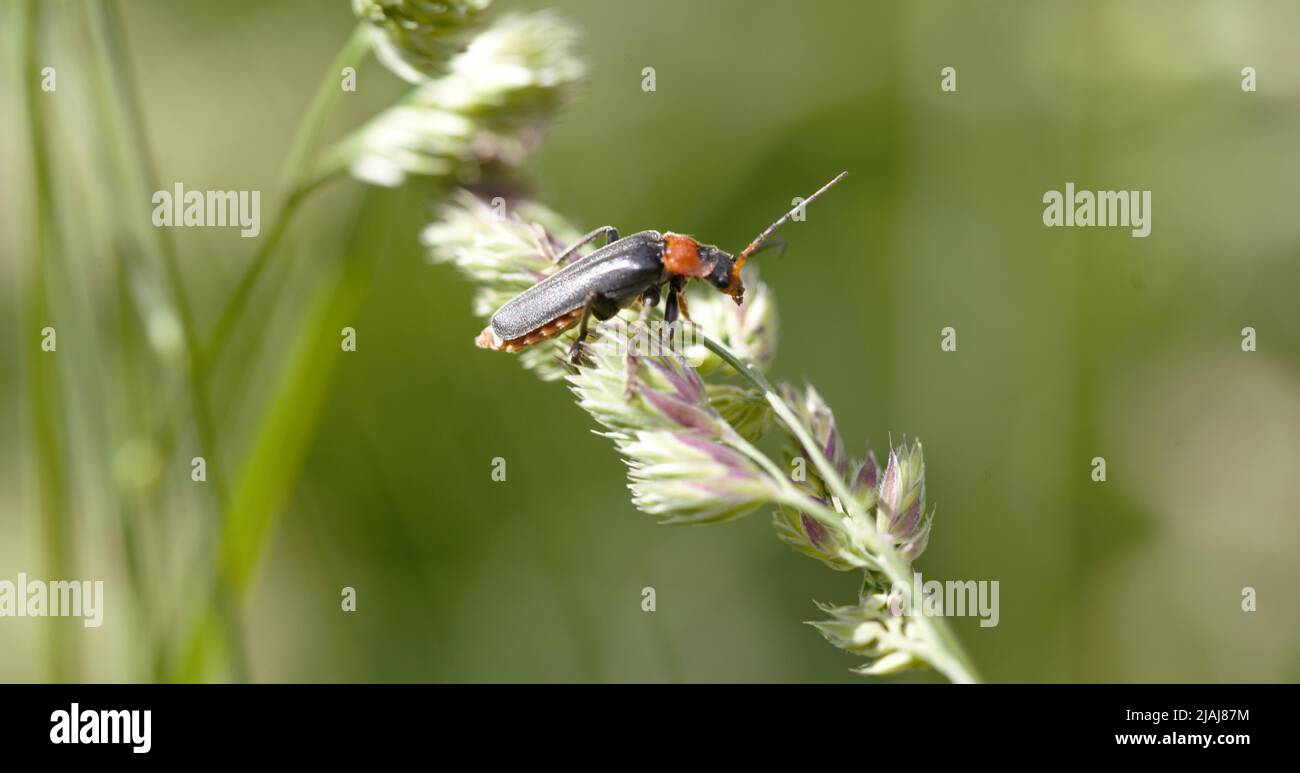Foraging Soldier Beetle, Cantharis fusca Stock Photo - Alamy