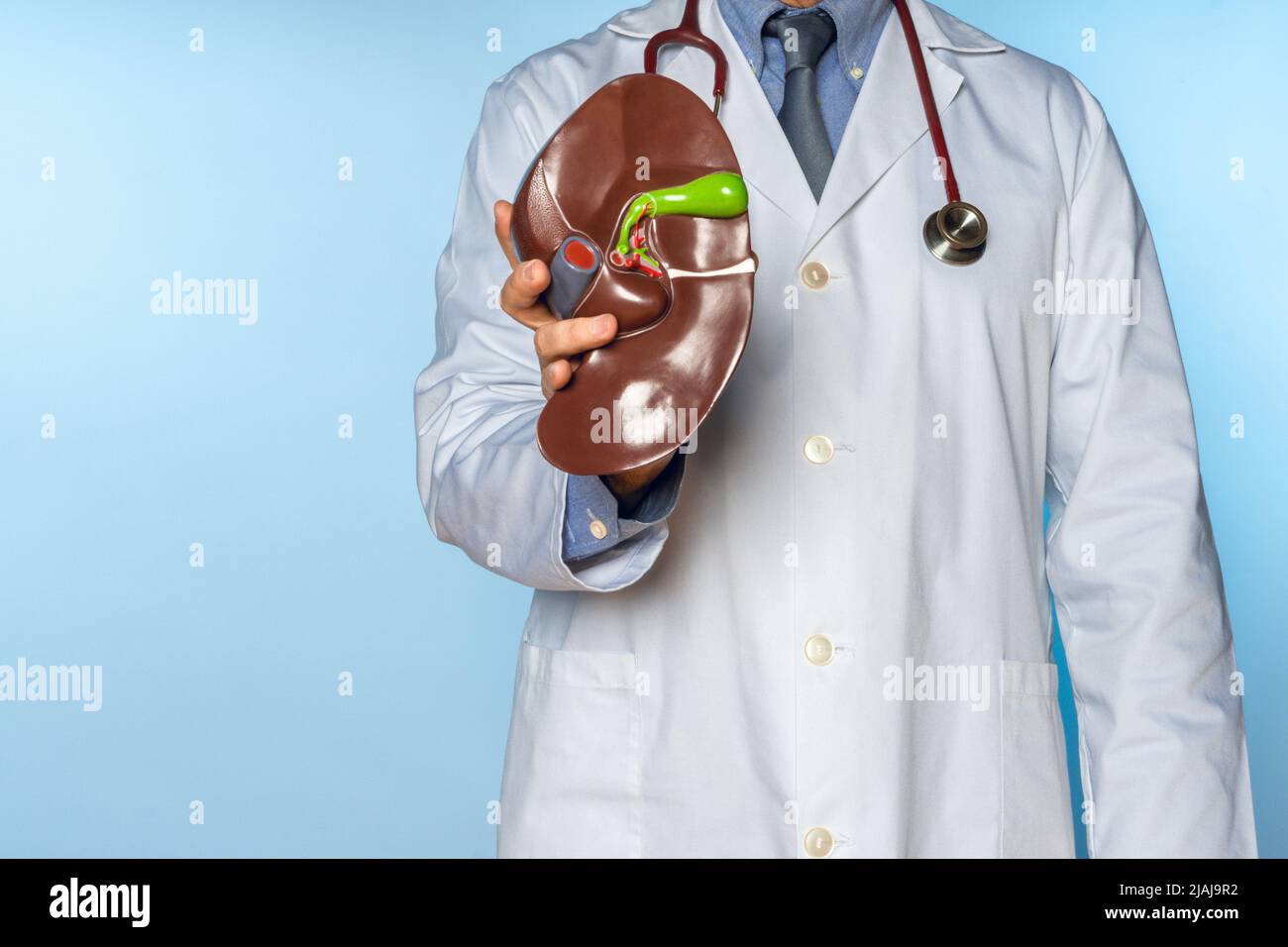 doctor showing a liver from an anatomical model to the camera Stock ...