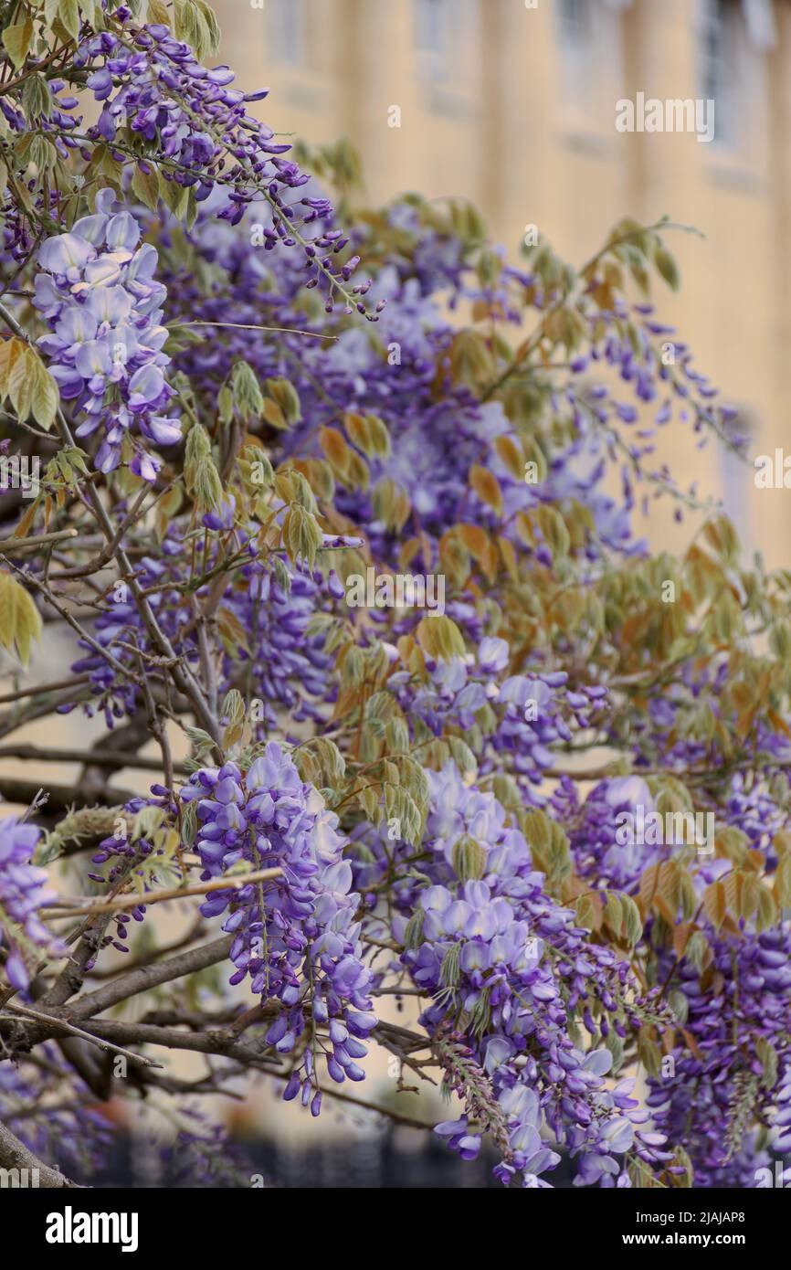 spring wisteria in Bath Stock Photo - Alamy