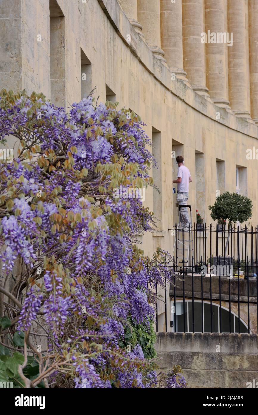 spring wisteria in Bath Stock Photo - Alamy