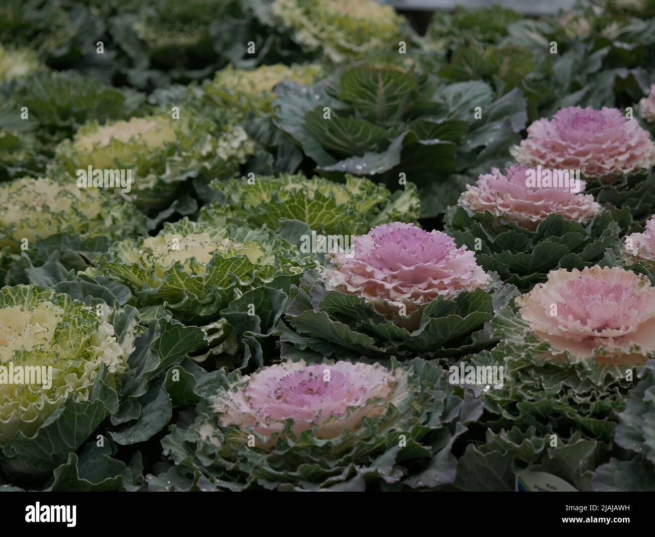 Flowering cabbage plants Stock Photo - Alamy