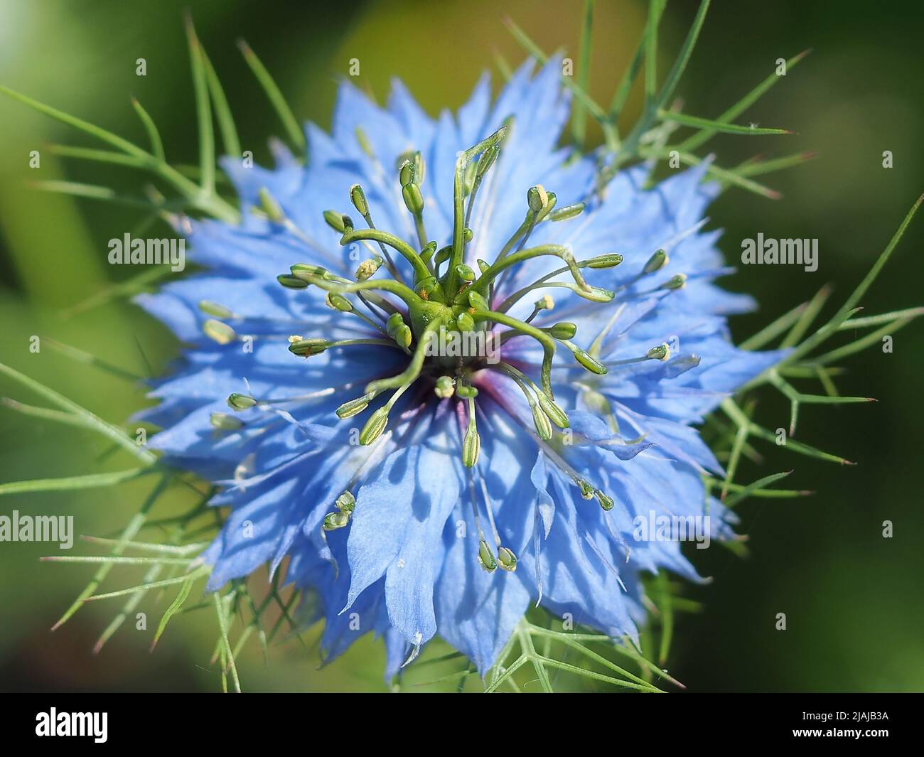 Blue Bachelor Button Flower Stock Photo - Alamy