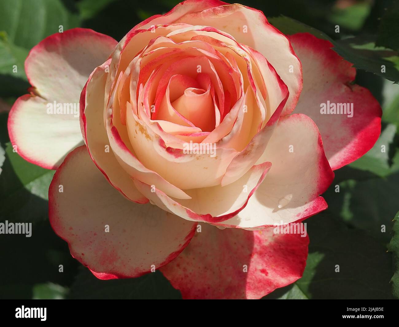 Closeup of Enchanted Peace Hybrid Tea Rose Stock Photo - Alamy